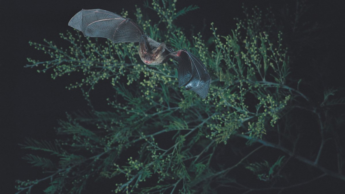 Gould's Long-eared Bat - The Australian Museum