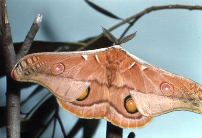 Emperor Gum Moth - The Australian Museum