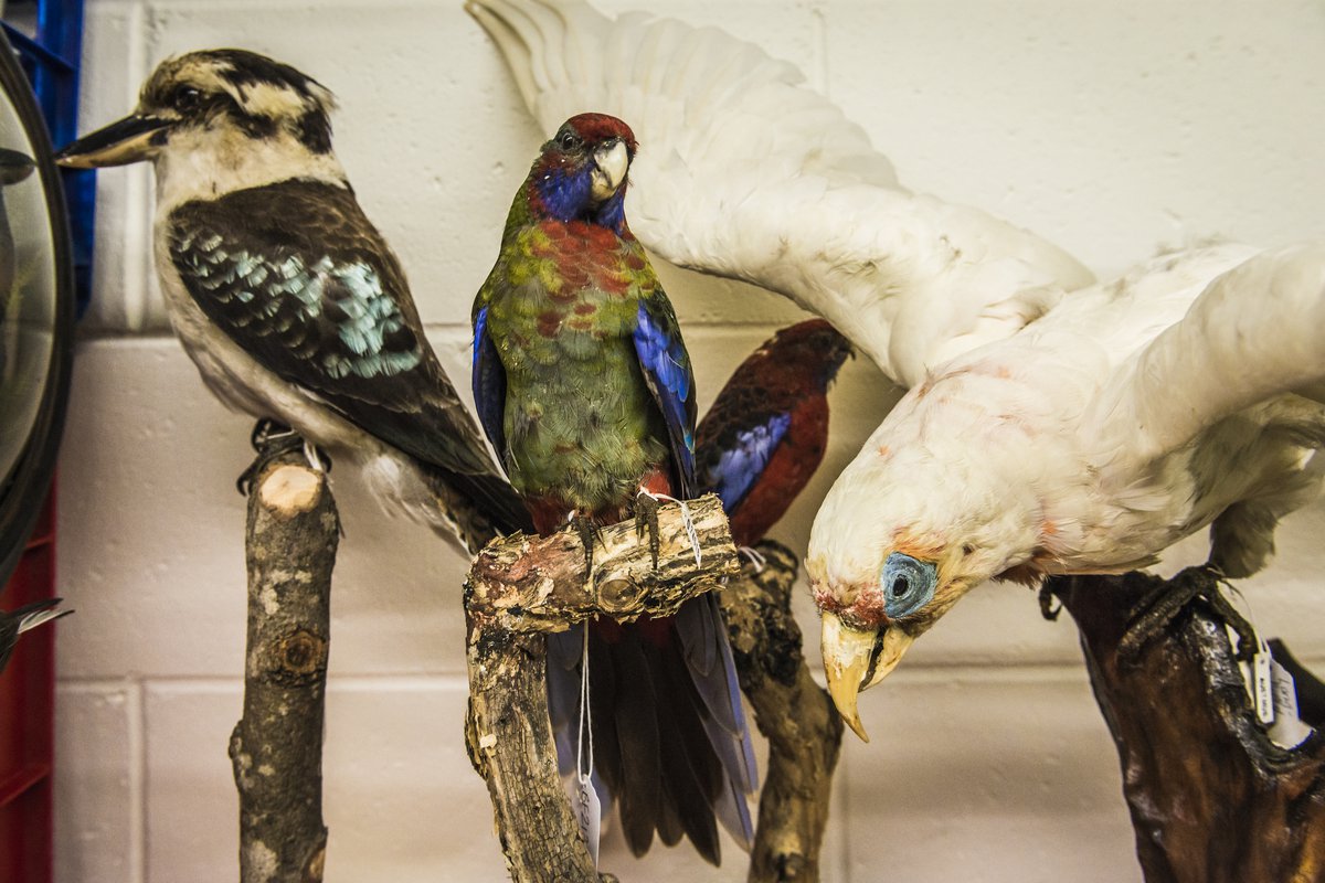 Modern birds - The Australian Museum