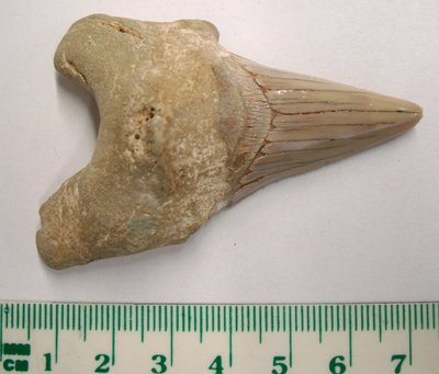 Otodus obliquus tooth - The Australian Museum