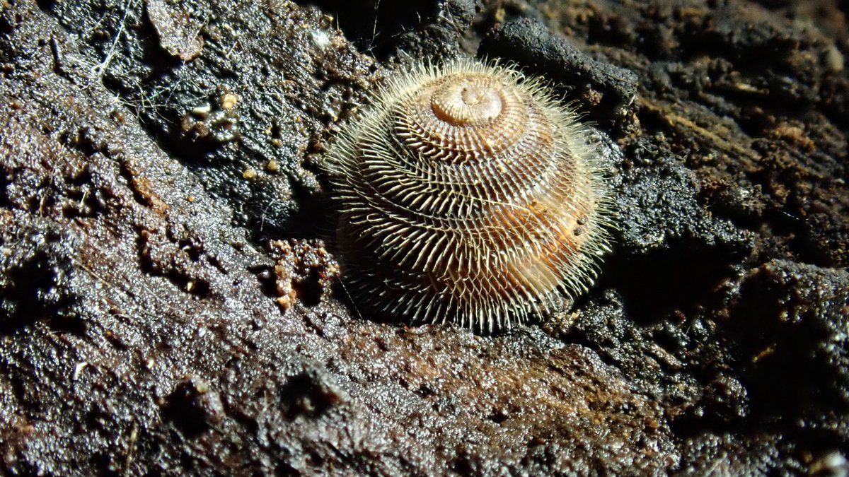The science behind the stamps: Land snail research on Norfolk Island ...