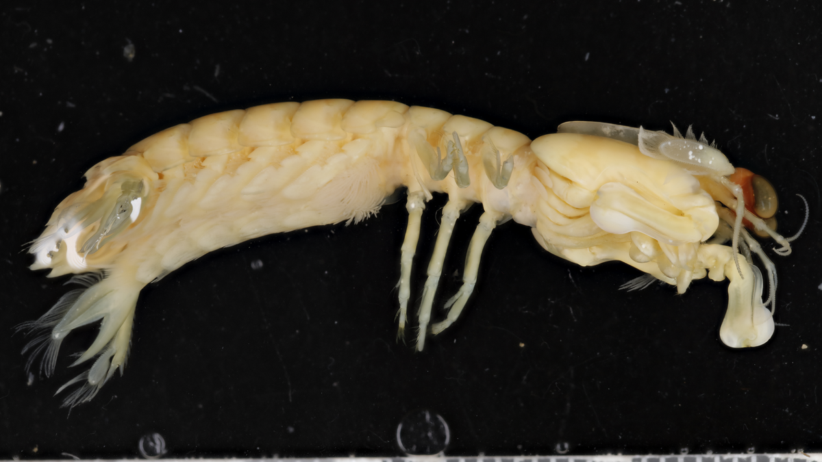 Digitising the treasures of the sea - The Australian Museum Blog