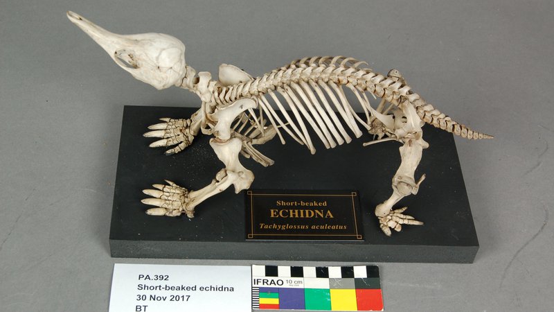 Echidna research in the Mammalogy collection - The Australian Museum
