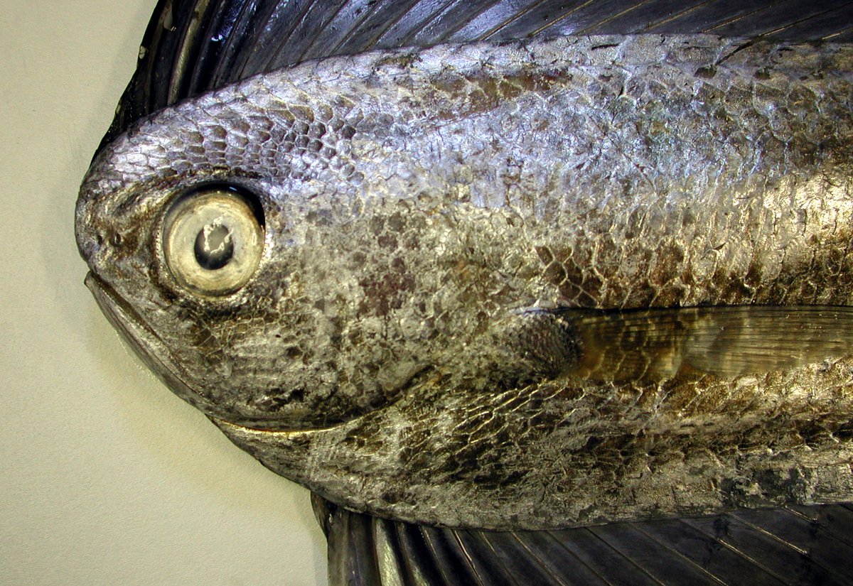 Bramidae - Pomfrets - The Australian Museum