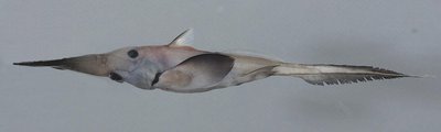 Pacific Spookfish, Rhinochimaera pacifica (Mitsukuri, 1895) - The ...