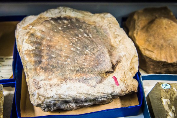 Reproductive structures of the Glossopteridales in the plant fossil ...