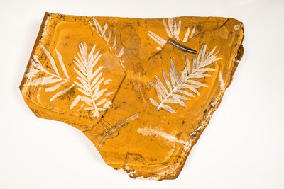 Fossils in Talbragar, NSW - The Australian Museum