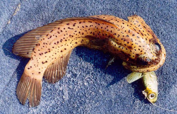 Fish mimicking octopus mimicking fish! - The Australian Museum Blog