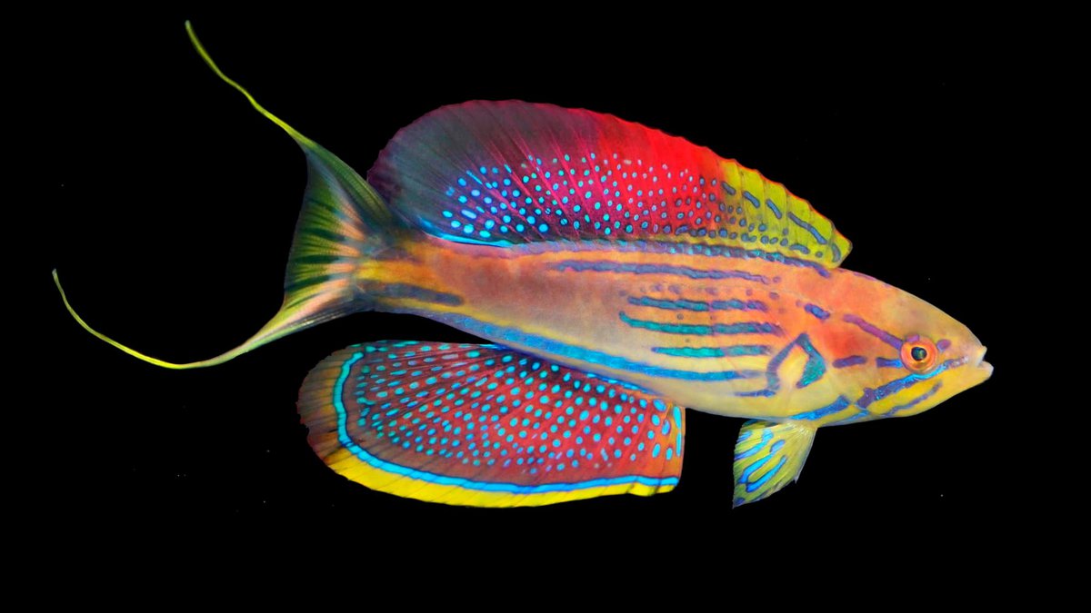 Meet Kai the Fish Guy: Australian Museum's Chadwick Biodiversity ...