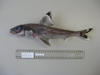 Piedtip Cucumberfish, Paraulopus okamurai Sato & Nakabo, 2002 - The ...