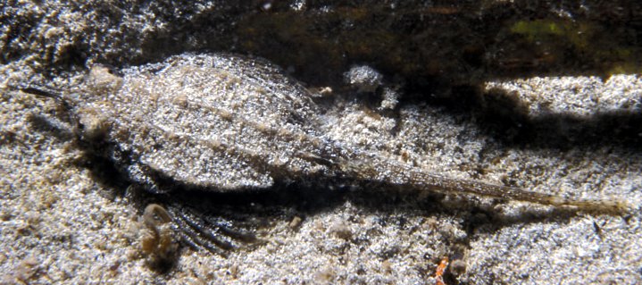 Pegasidae - Seamoths - The Australian Museum