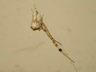 Hackled orb-weavers - The Australian Museum