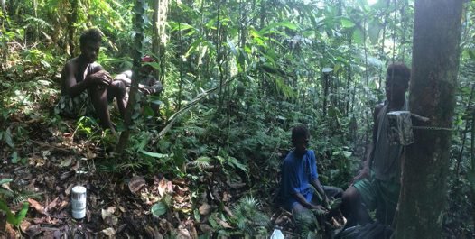 Our current knowledge of the endemic mammals of the Solomon Islands ...