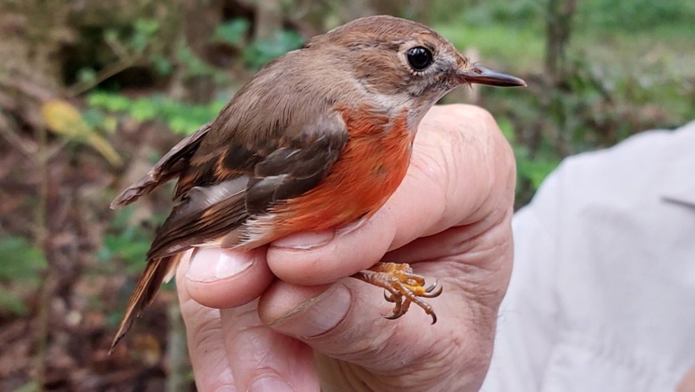 The beautiful birds of Norfolk Island - The Australian Museum Blog