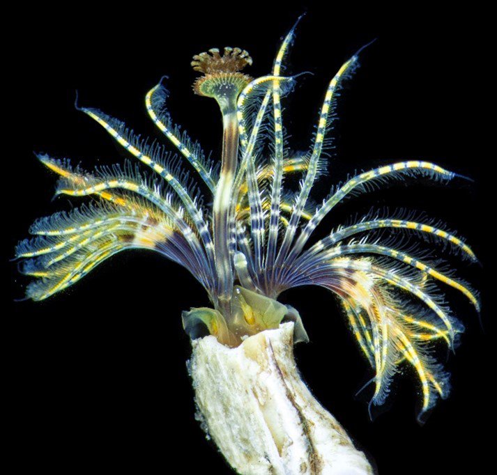 Hydroides of the World: Book out now! - The Australian Museum Blog