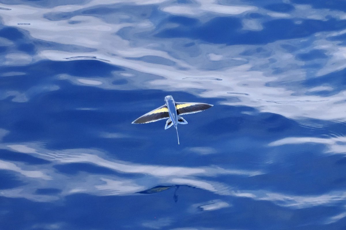 Flying without wings - The Australian Museum Blog