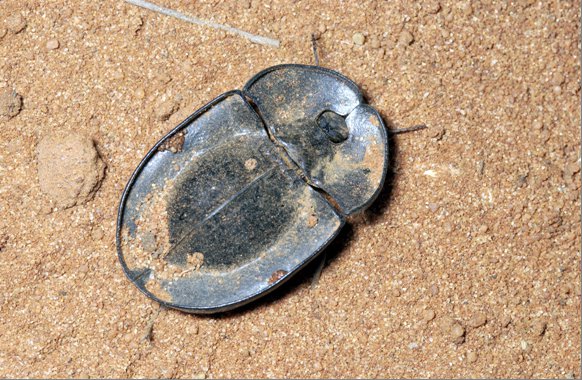 International Pi Day - The Australian Museum Blog