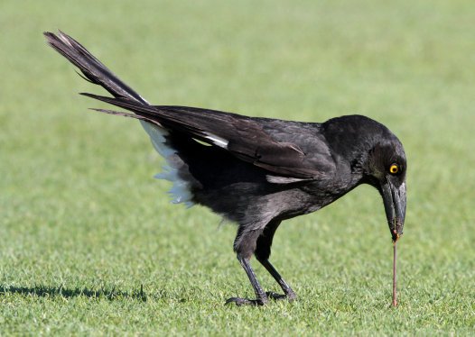 How the urban bird gets the worm - The Australian Museum Blog