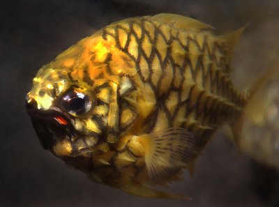 Pineapplefish, Cleidopus gloriamaris De Vis, 1882 - The Australian Museum