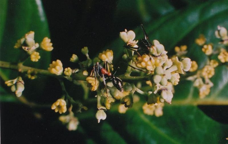 Who are the pollinators in Australia’s subtropical rainforests? - The ...