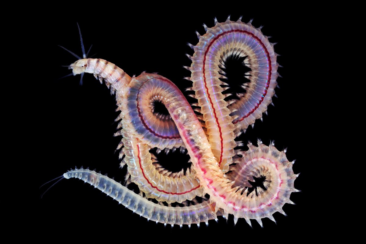 From Lizard Island - Part 2 (Polychaetes Conference 2013) - The ...
