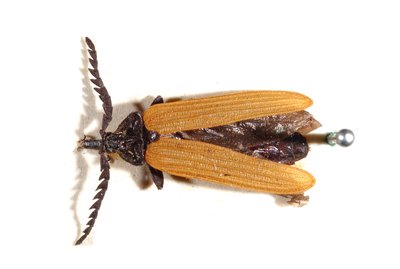 Long-nosed Lycid Beetle - The Australian Museum