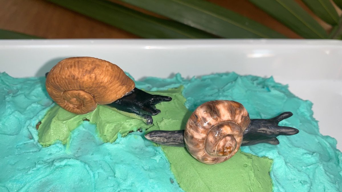 How does a land snail become a threatened species? - The Australian ...