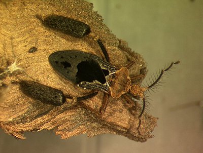 Feather-legged Assassin Bug - The Australian Museum