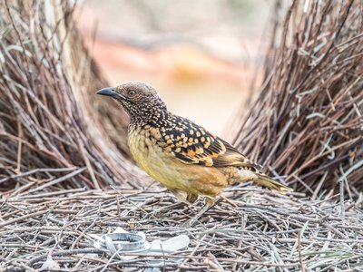 Western Bowerbird - The Australian Museum
