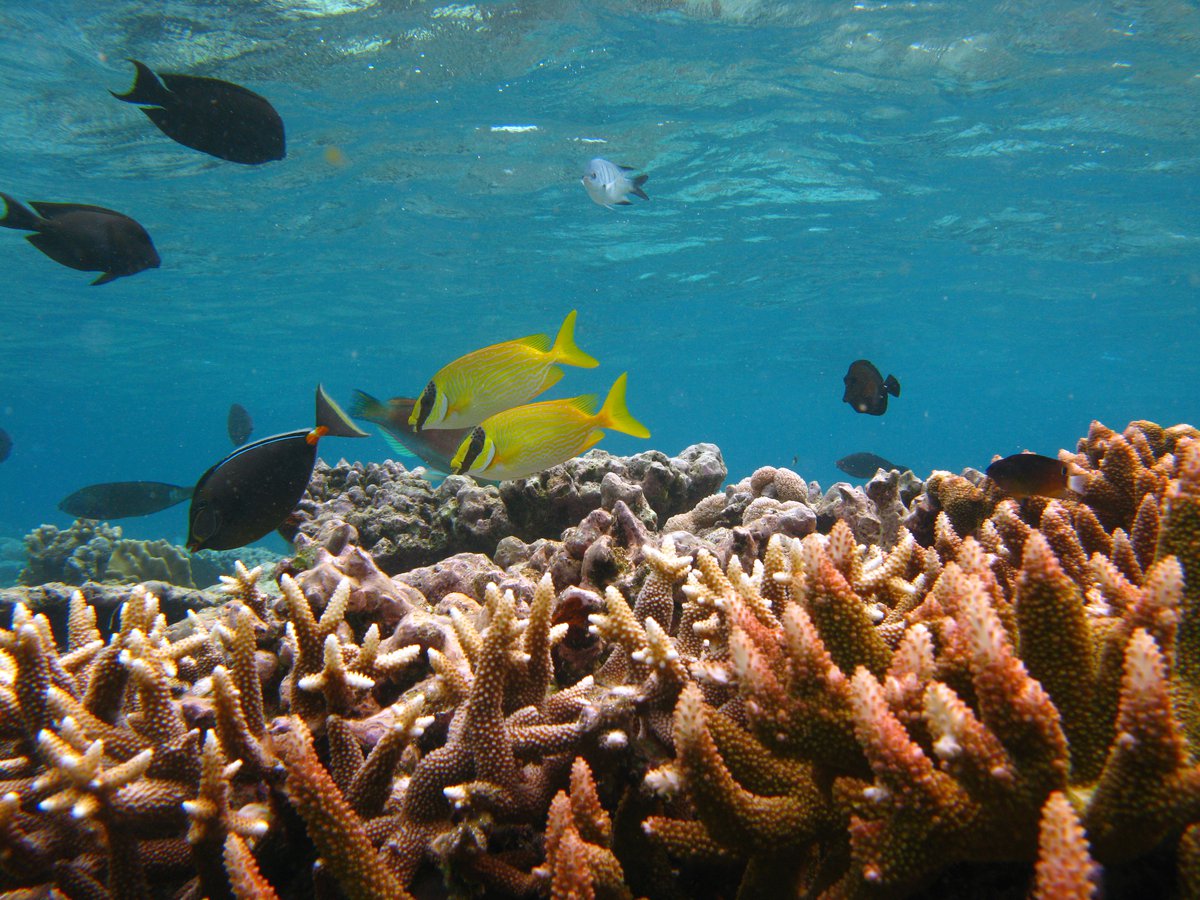 Biodiversity of small cryptic fishes in the Coral Sea - The Australian ...