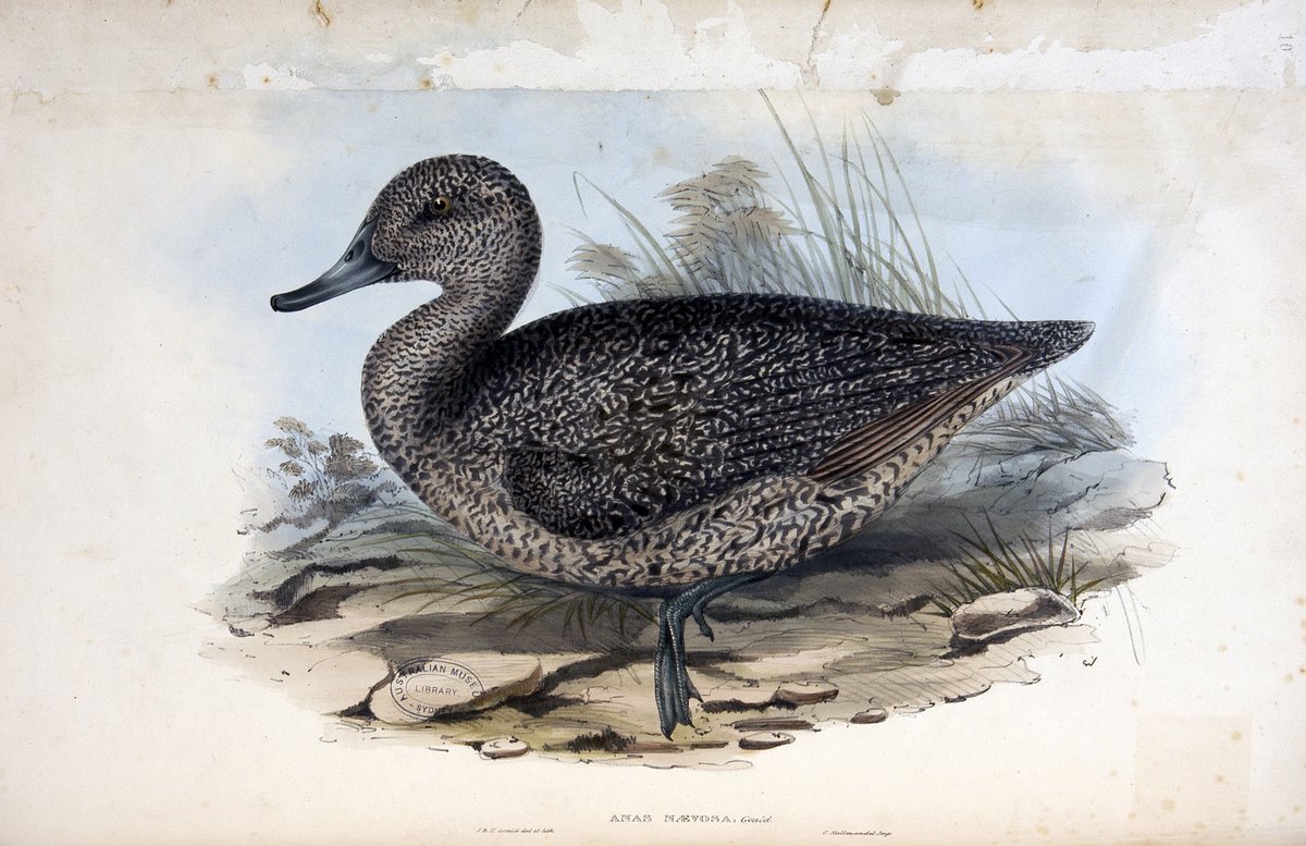 Elizabeth Gould (1804-1841) - The Australian Museum