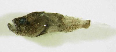 Rare Velvetfish, Matsubarichthys inusitatus (Poss & Johnson, 1991 ...