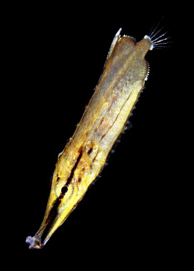 Jointed Razorfish, Aeoliscus strigatus (Günther, 1860) - The Australian ...