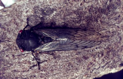 Red Eye Cicada - The Australian Museum