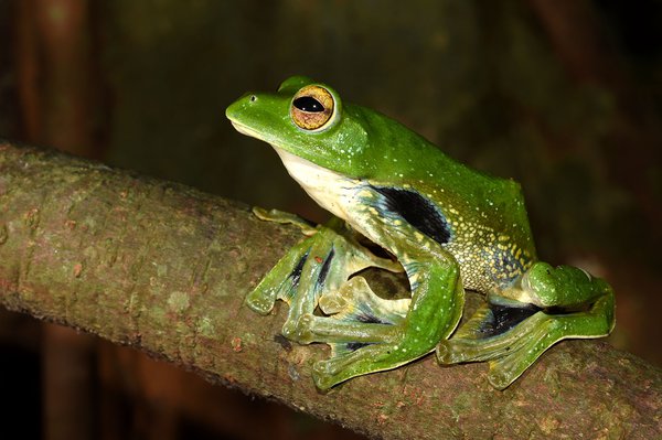 FrogID - The Australian Museum