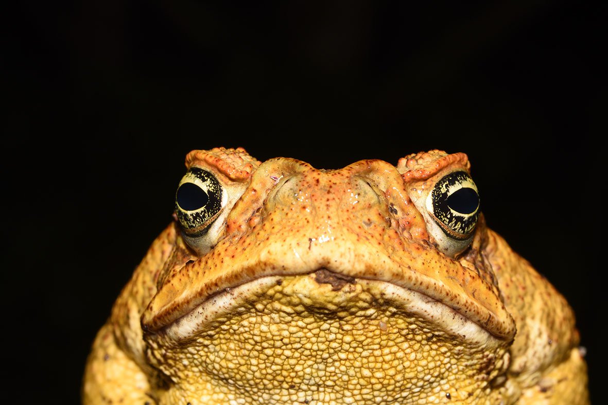 Cane Toad The Australian Museum