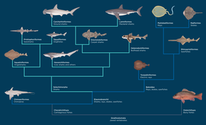 What is a shark? - The Australian Museum