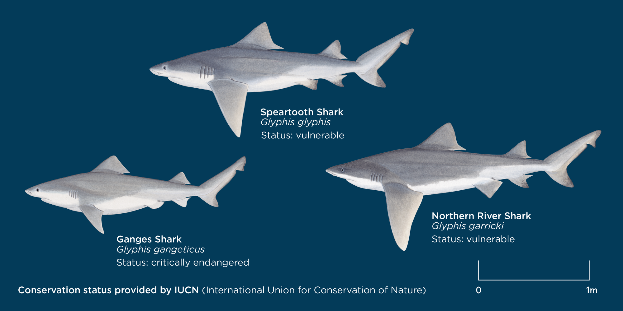 What is a shark? - The Australian Museum