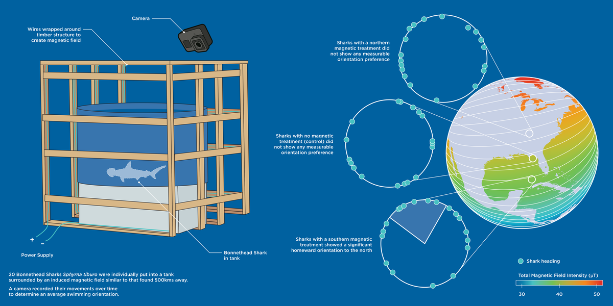 Sharks bodies and senses - The Australian Museum