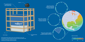 Sharks bodies and senses - The Australian Museum