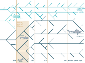 The ancient ones - The Australian Museum