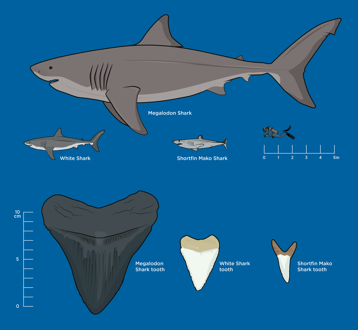 The ancient ones - The Australian Museum
