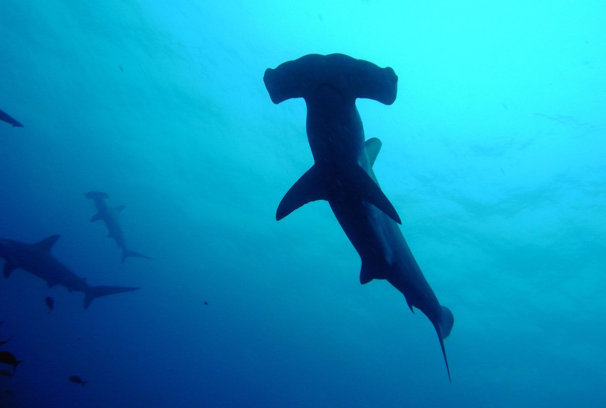 Shark species - The Australian Museum