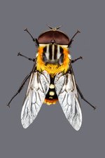 Ron Lovatt - DigiVol extraordinaire - The Australian Museum