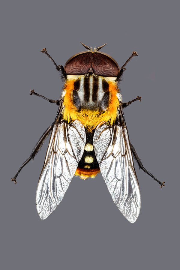 Ron Lovatt - DigiVol extraordinaire - The Australian Museum