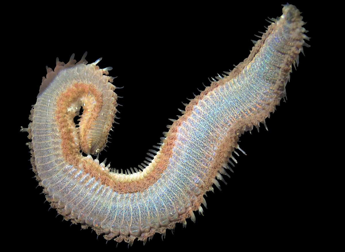 The Australian Museum Lord Howe Island Expedition 2017—marine ...