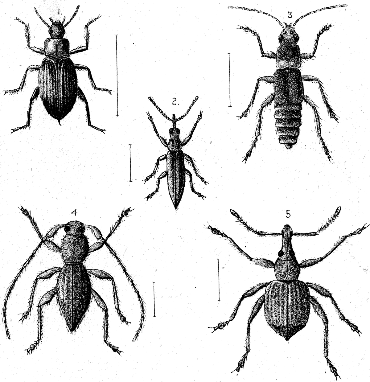 The insect fauna of Lord Howe Island - The Australian Museum