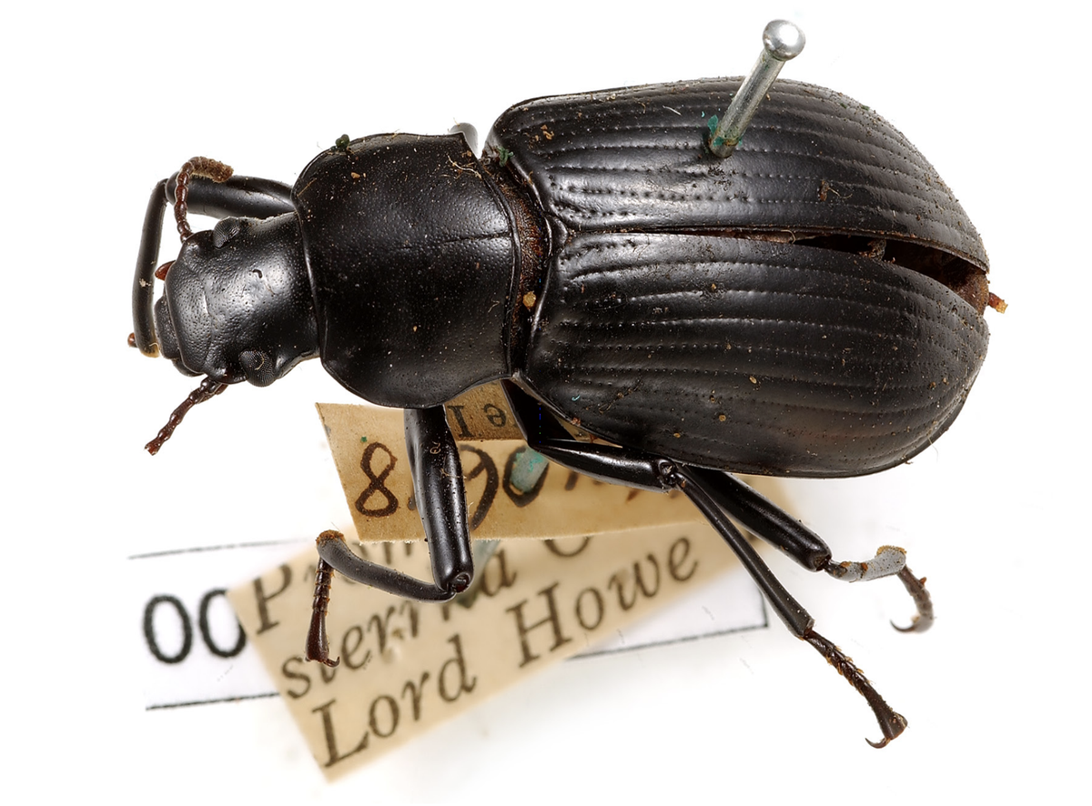 The Australian Museum Lord Howe Island Expedition 2017—Coleoptera - The ...