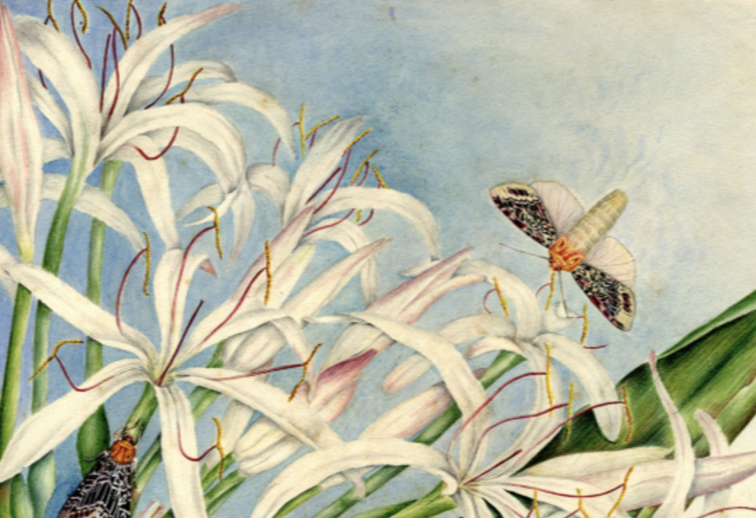 An Ode to the Scott Sisters - The Australian Museum Blog