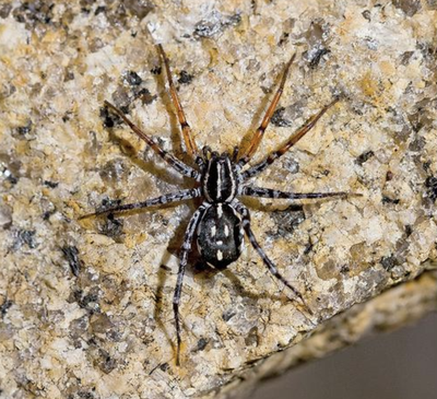 Swift Spiders, genus Nyssus - The Australian Museum